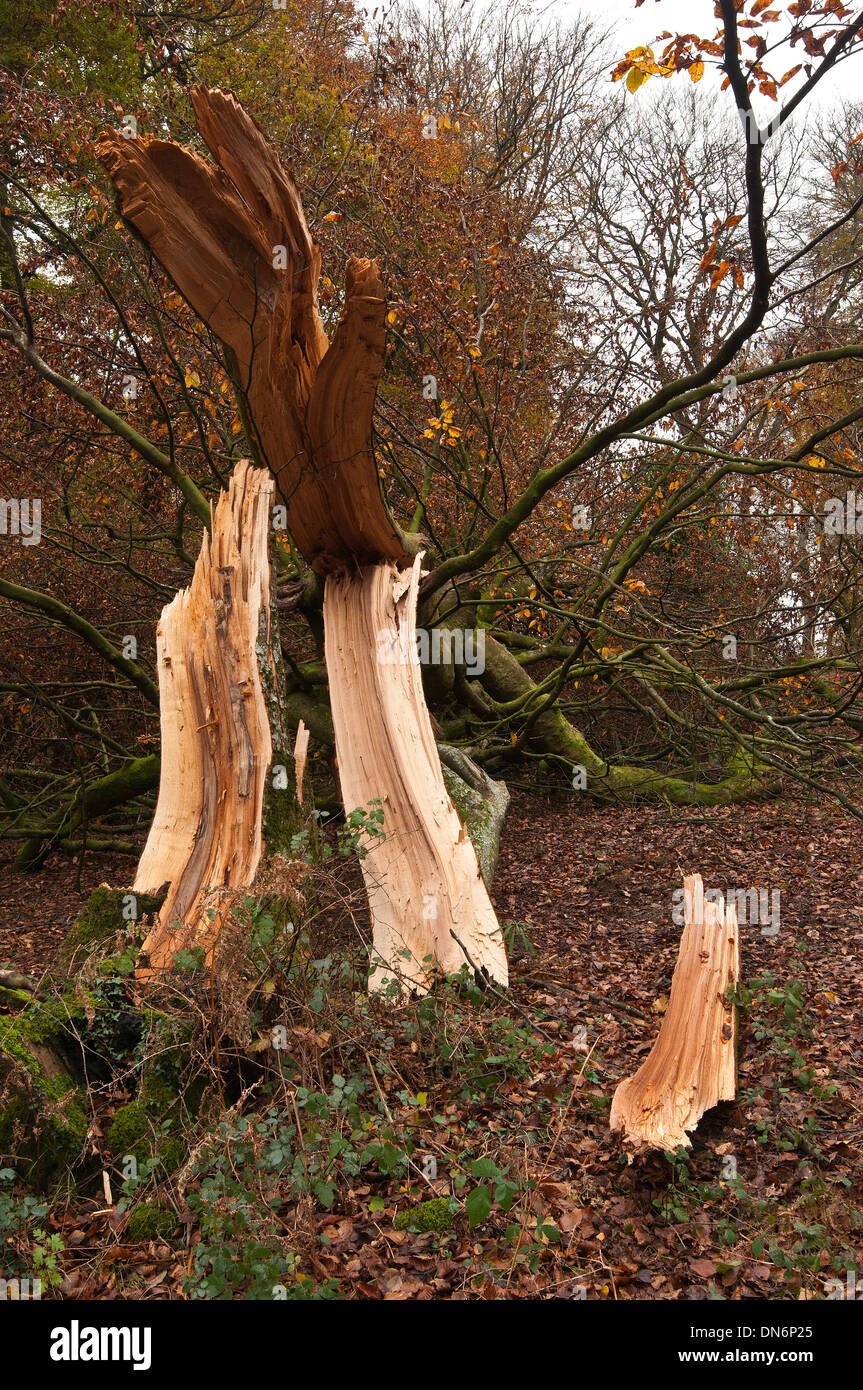 Forestnational park hi-res stock photography and images - Alamy