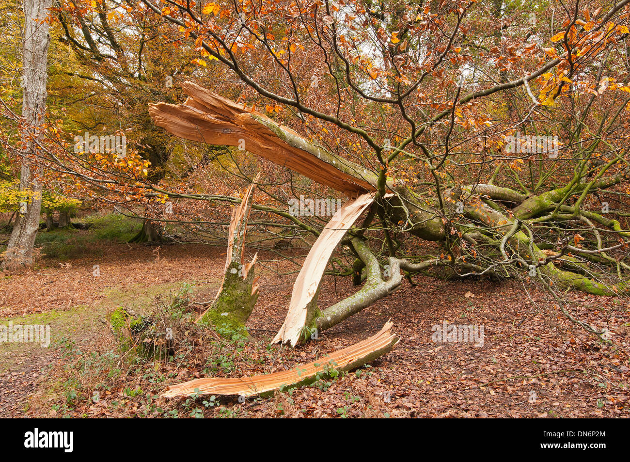 Storm damaged Beech Tree due to high wind at The New Forest Hampshire ...