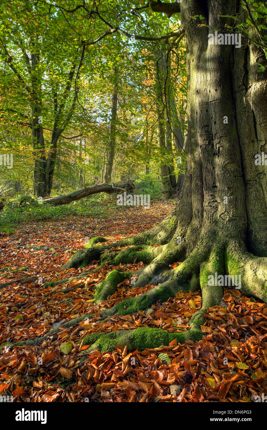 Beech wood hi-res stock photography and images - Alamy