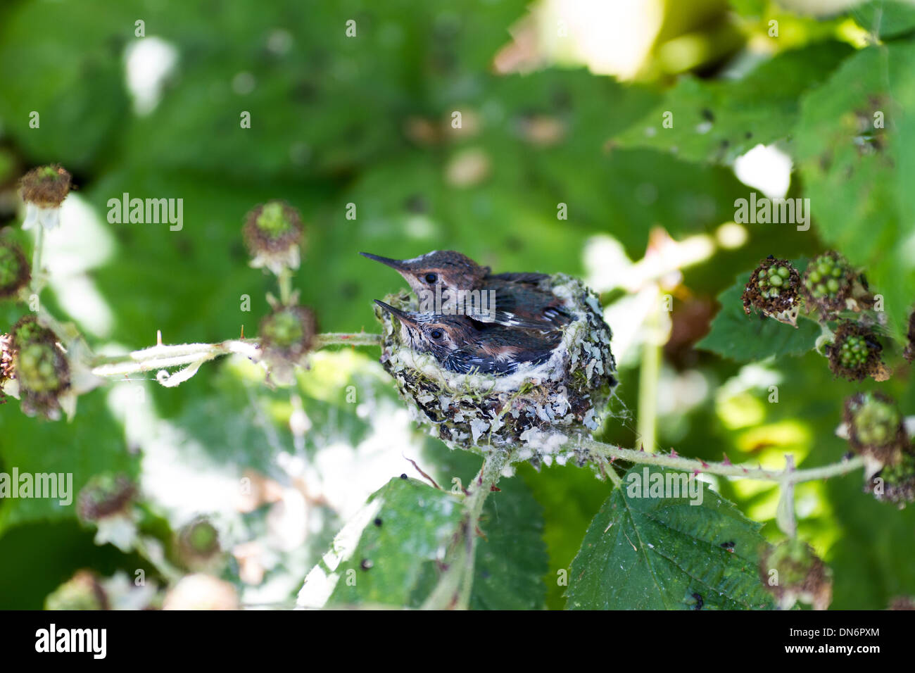 Juvenile hummingbird hi-res stock photography and images - Alamy