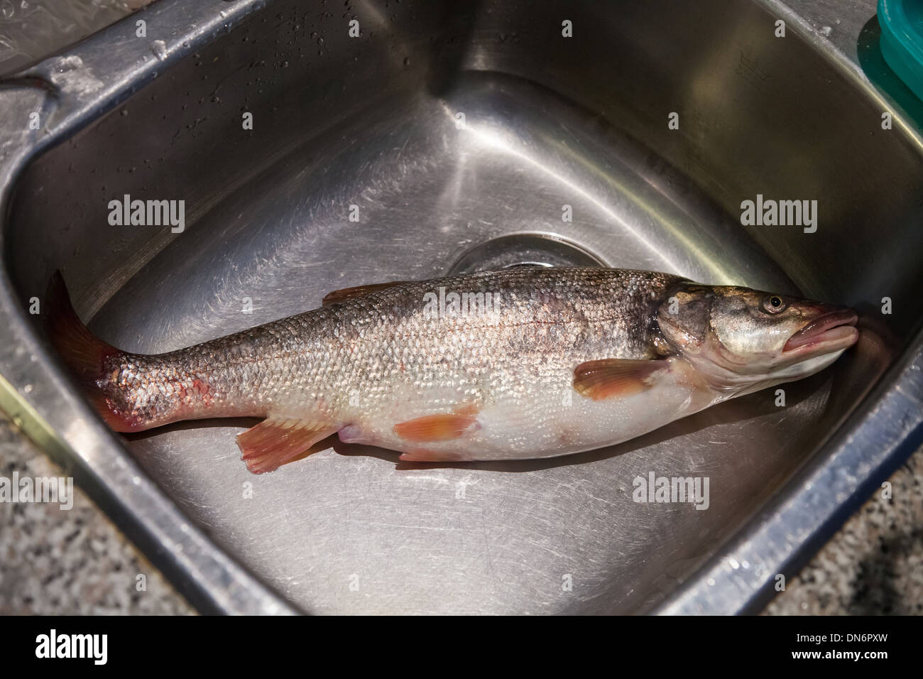 Northern Pike Minnow