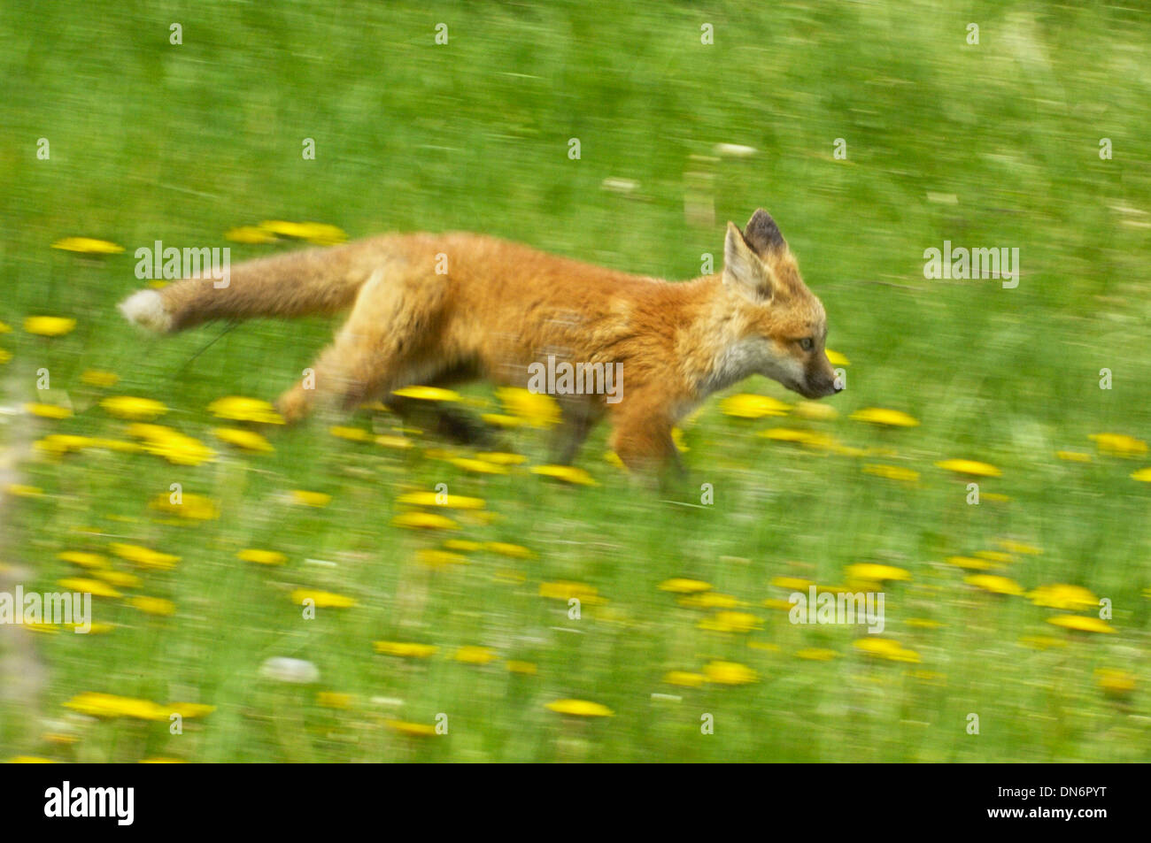 Running foxes hi-res stock photography and images - Alamy