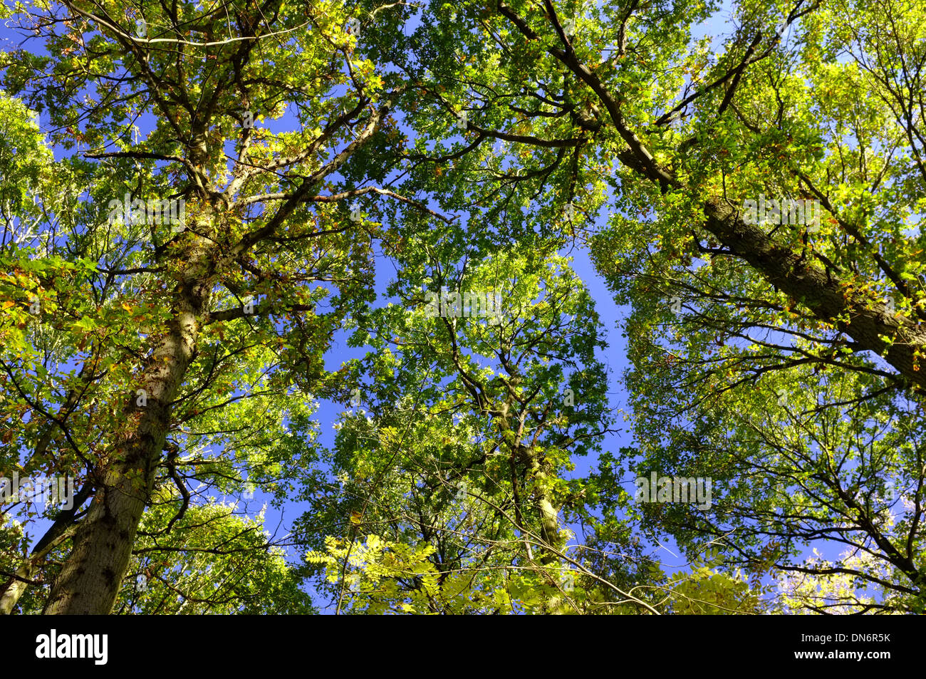 Canopy branches hi-res stock photography and images - Alamy