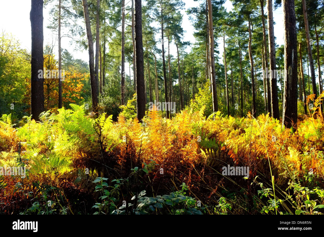 Coloration hi-res stock photography and images - Alamy