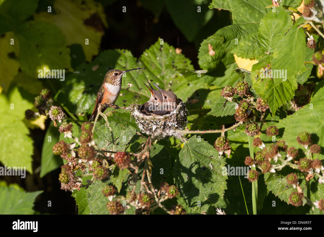 Young Rufous Hummingbird and nest Stock Photo - Alamy