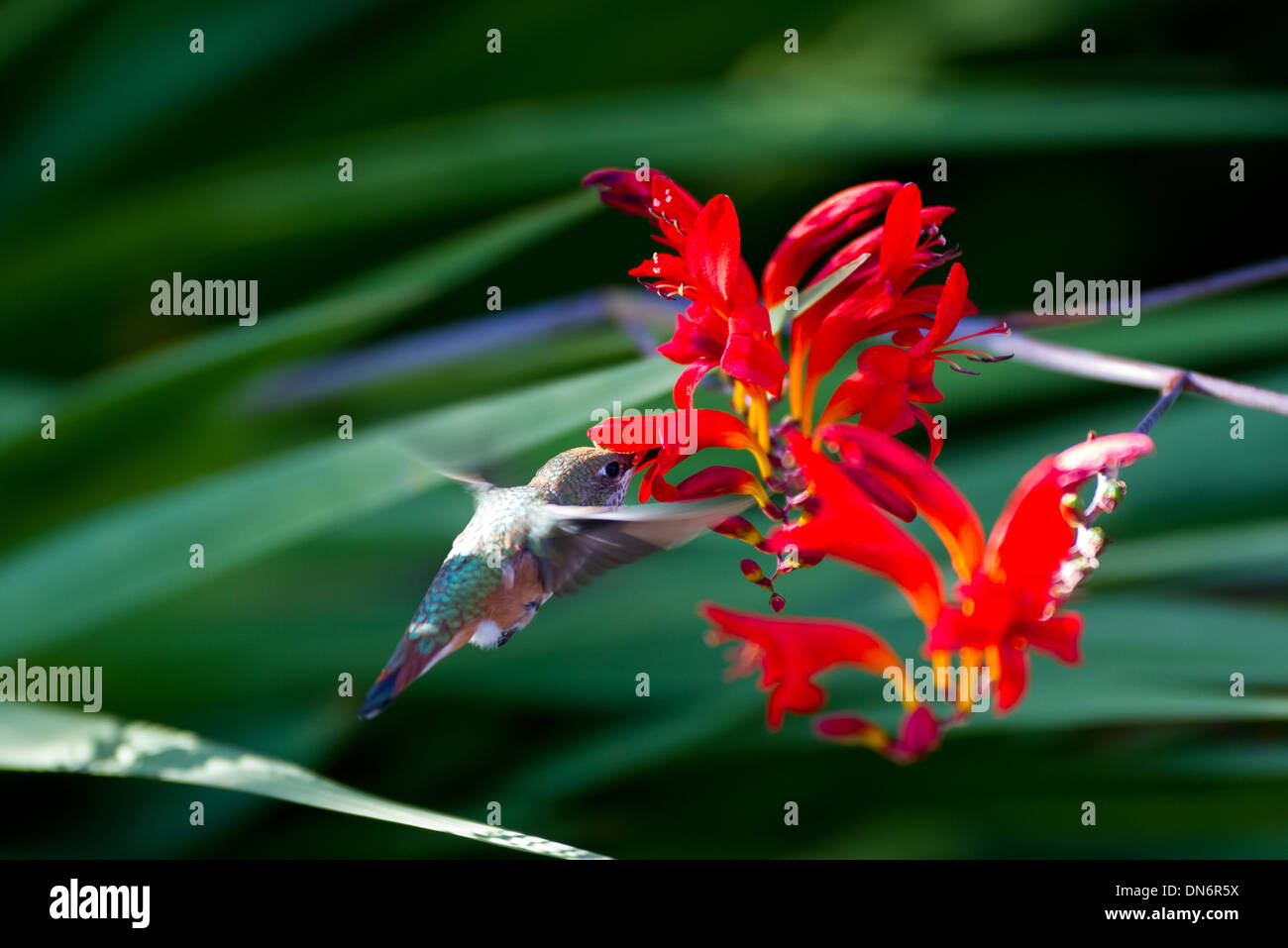 Green hummingbird flower hi-res stock photography and images - Alamy