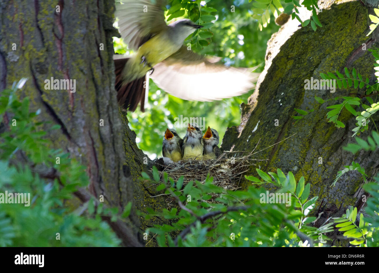 Western Kingbird and nest Stock Photo - Alamy
