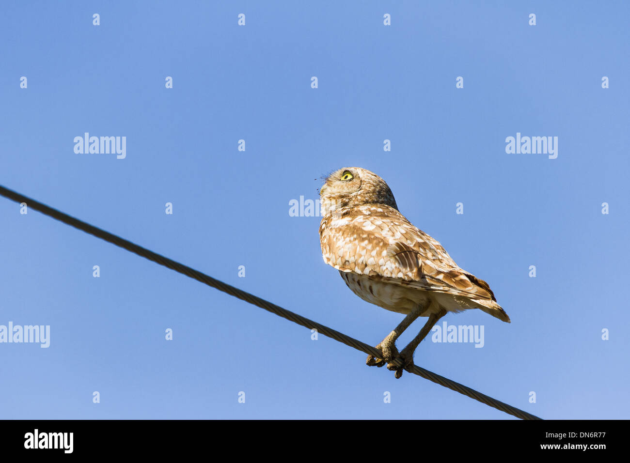 Owl with blue sky hi-res stock photography and images - Alamy