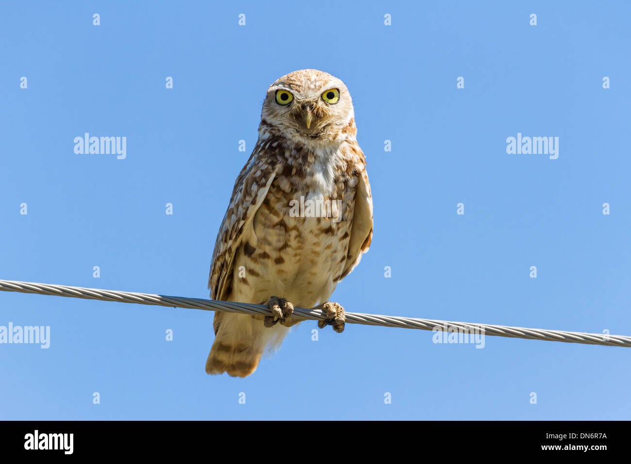 Burrowing Owl and blue sky Stock Photo - Alamy