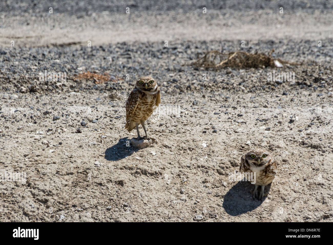 Burrowing Owl, Bird of Prey Stock Photo - Alamy