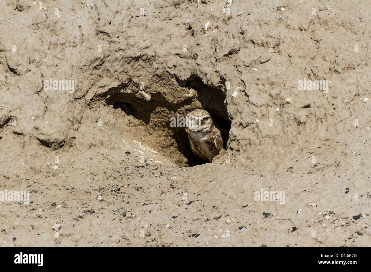 Burrowing Owl, Bird of Prey Stock Photo - Alamy