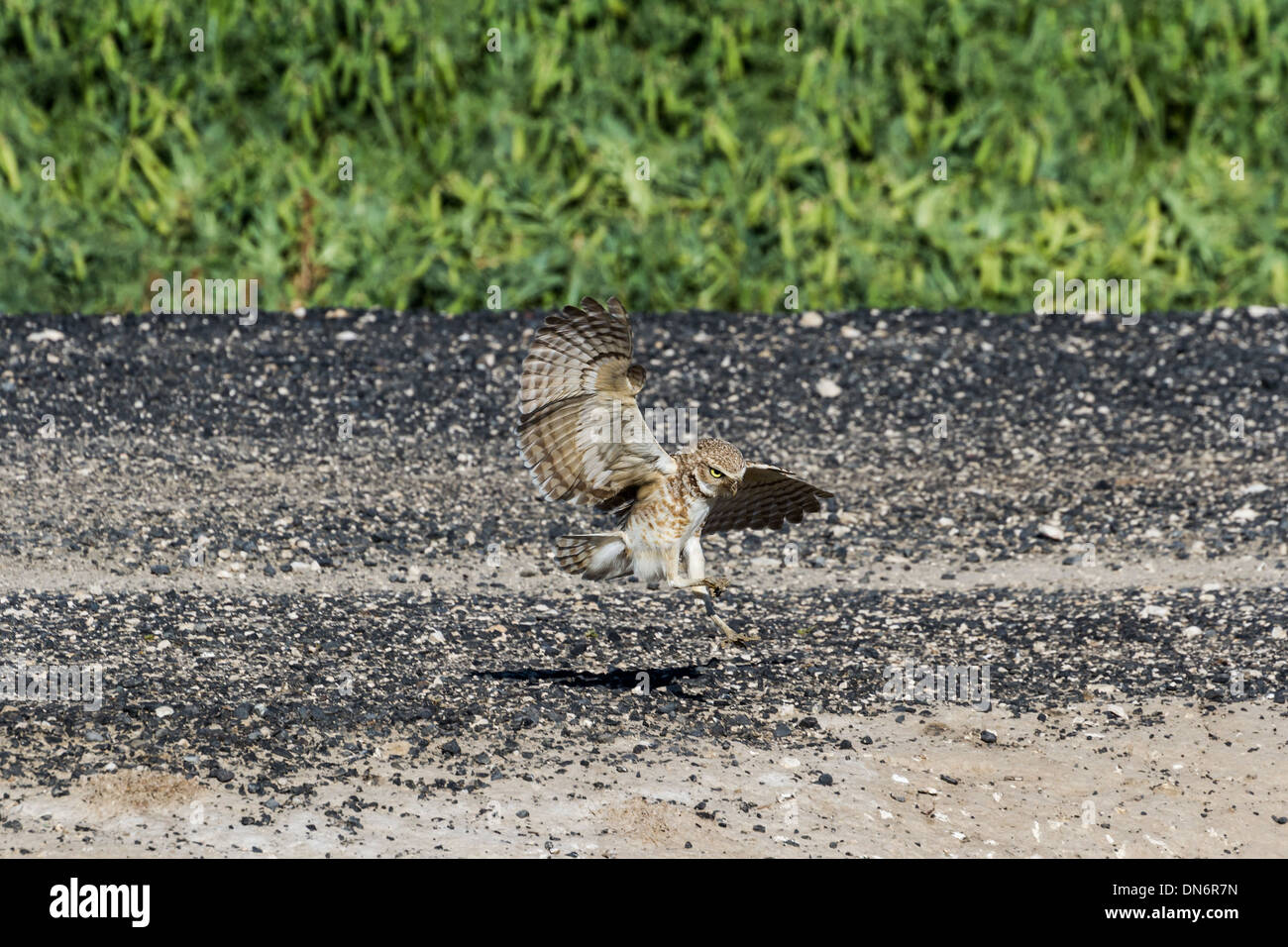 Bird owl burrowing hi-res stock photography and images - Alamy
