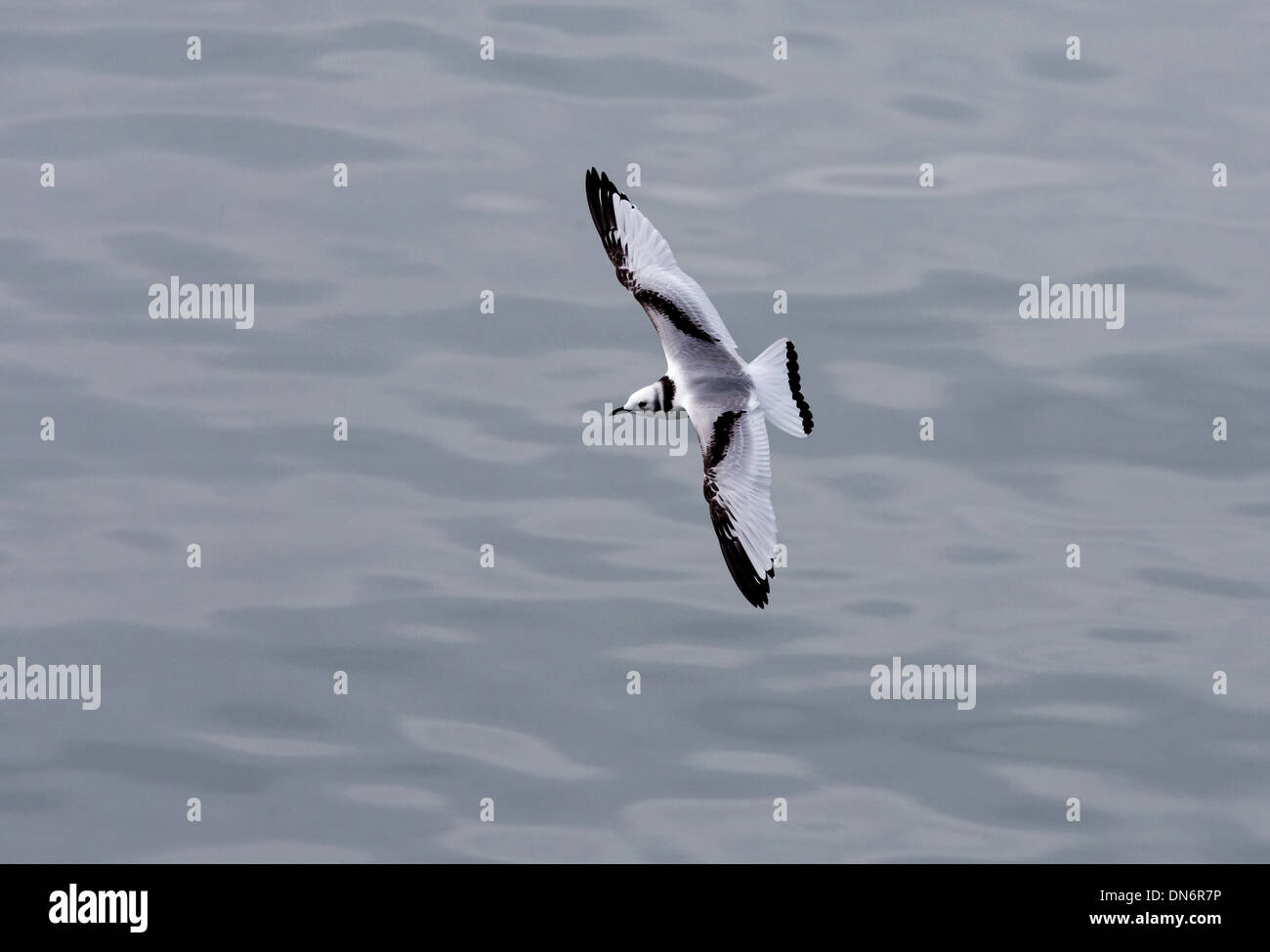 Flying kittiwake hi-res stock photography and images - Alamy