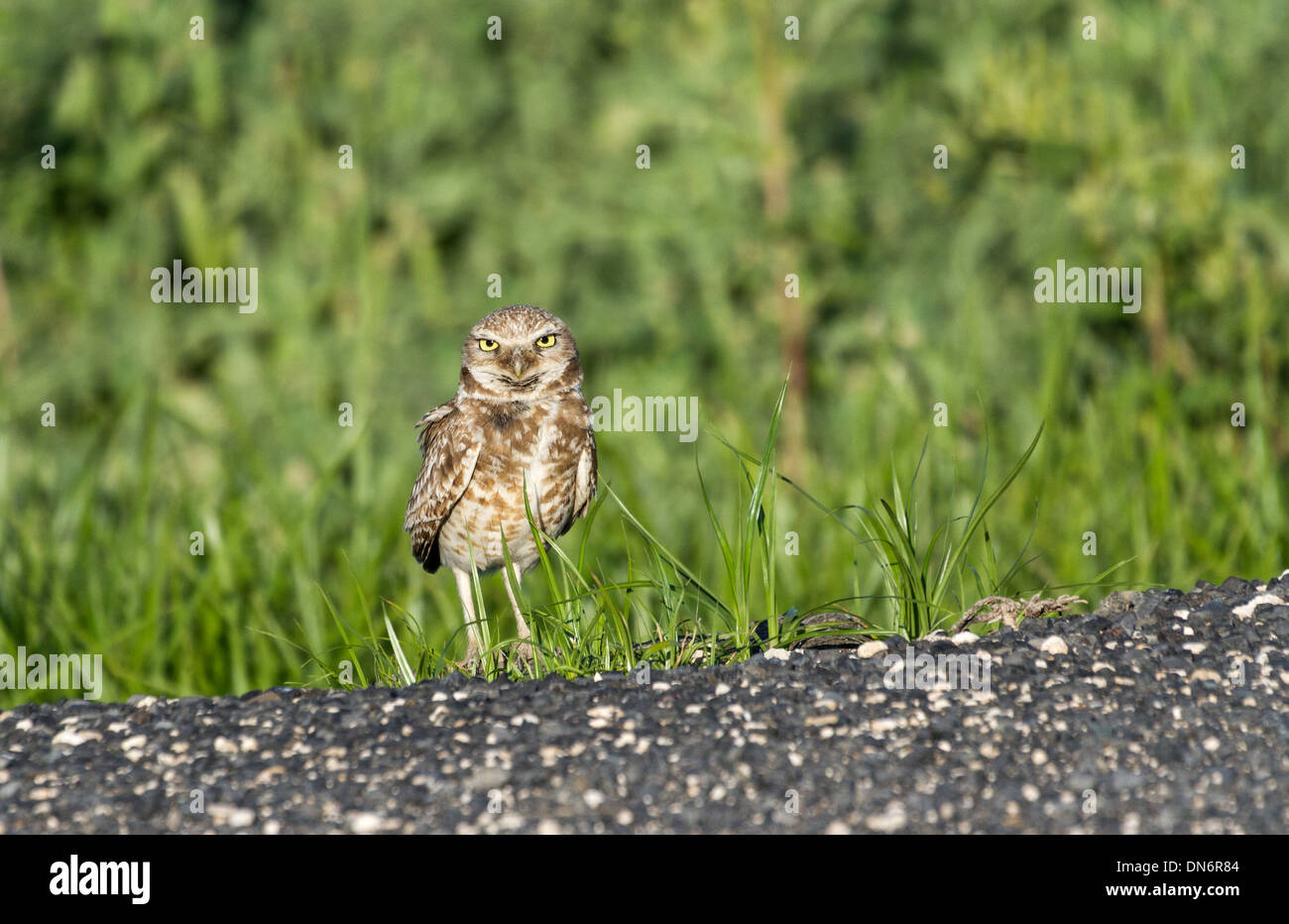Burrowing Owl, Bird of Prey Stock Photo - Alamy
