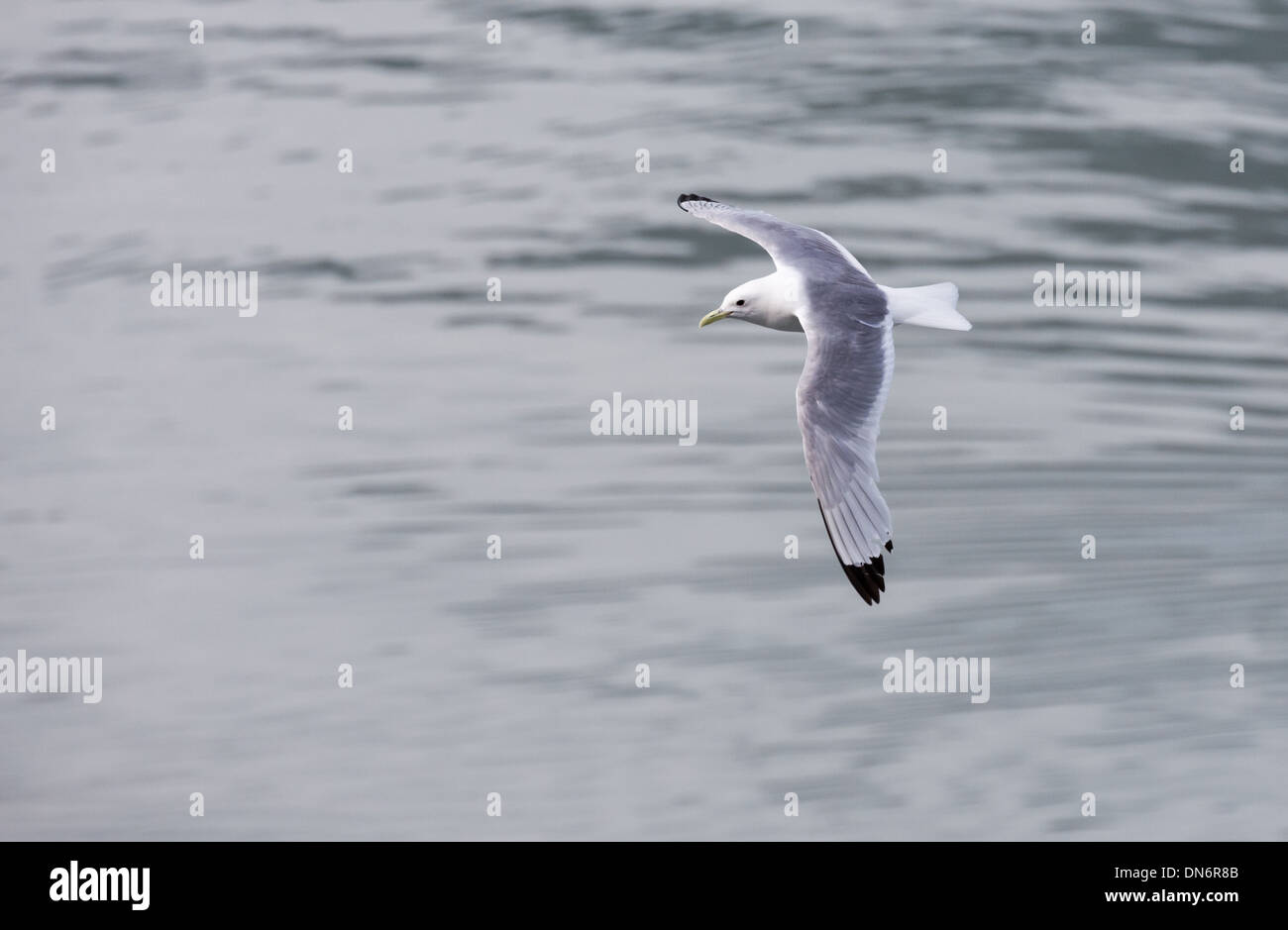 Black-legged Kittiwake flying Stock Photo - Alamy