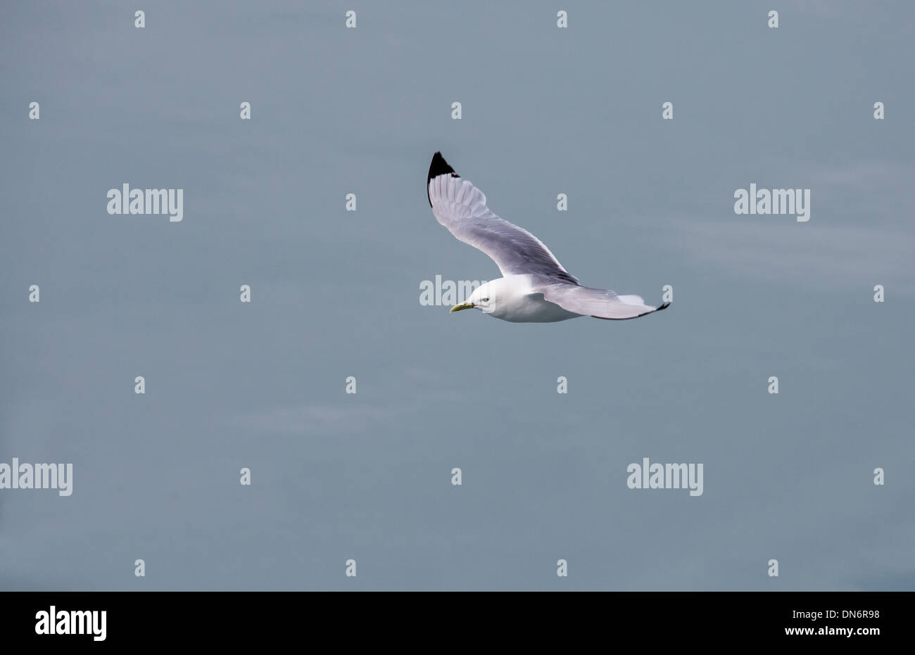 Black-legged Kittiwake flying Stock Photo - Alamy