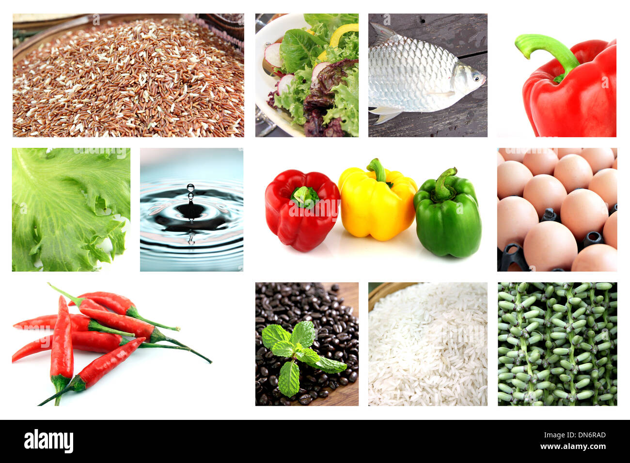 Seed Vegetables Examples