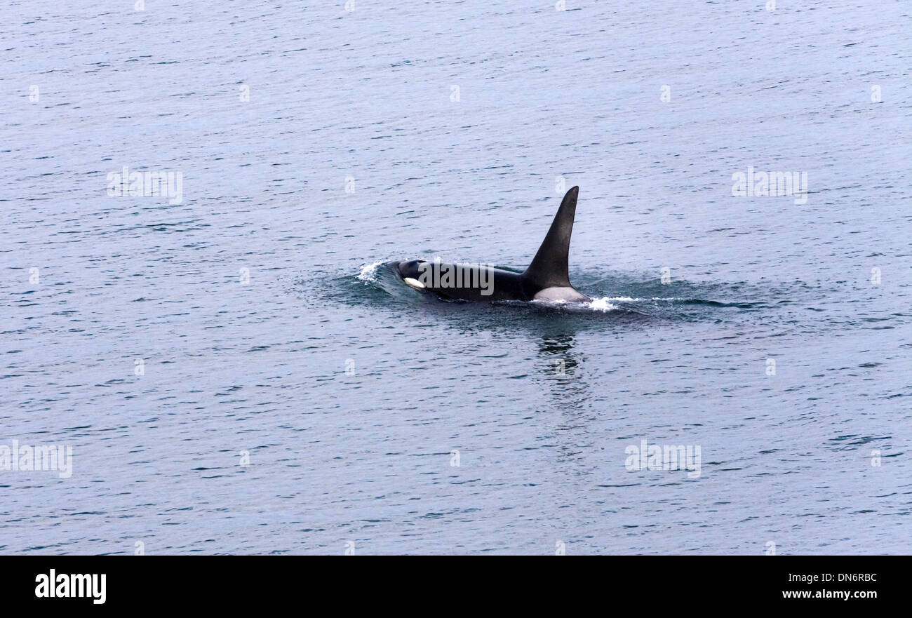 Killer whale swimming on hi-res stock photography and images - Alamy