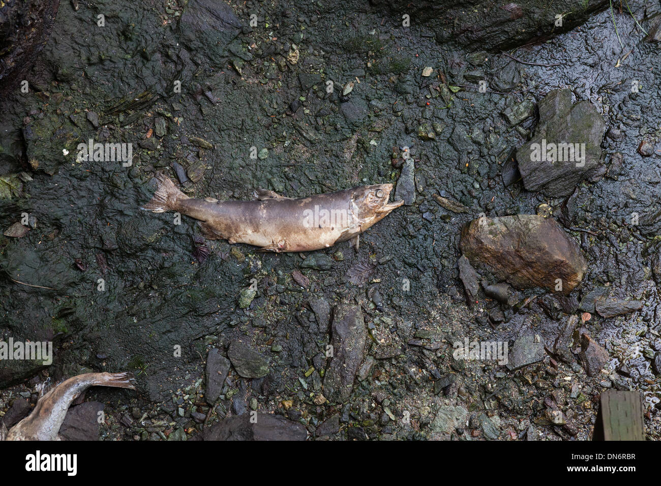 Rotting animal hi-res stock photography and images - Alamy