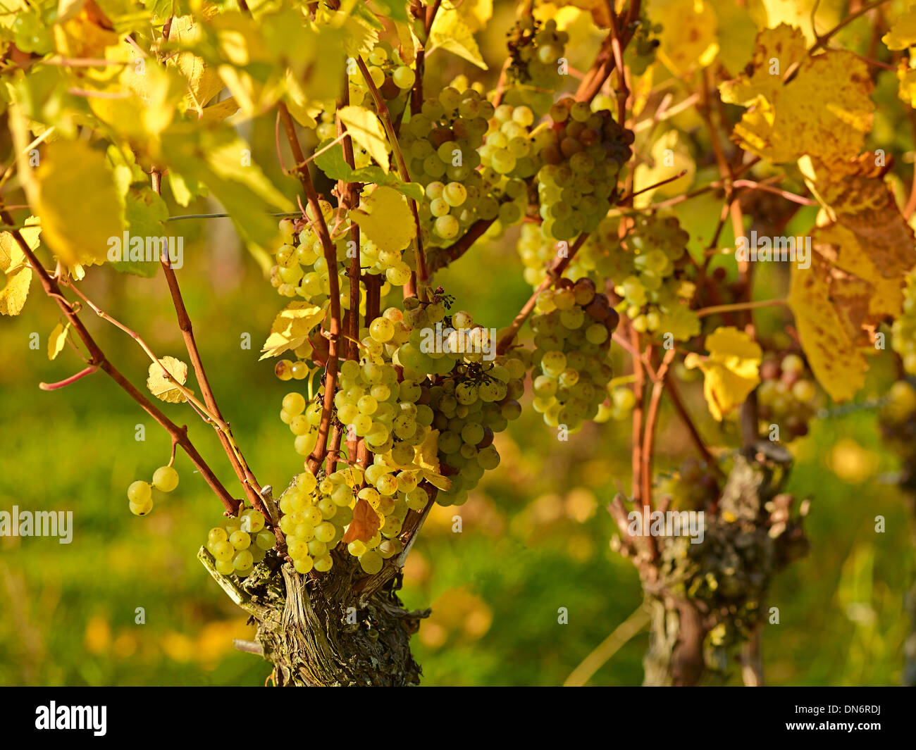 Silvaner grape, Volkach, Lower Franconia, Bavaria, Germany Stock Photo ...