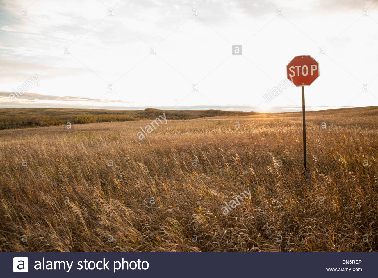 Stop Growth High Resolution Stock Photography and Images - Alamy