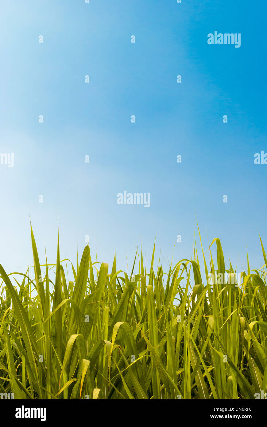 Green grass sugarcane hi-res stock photography and images - Alamy