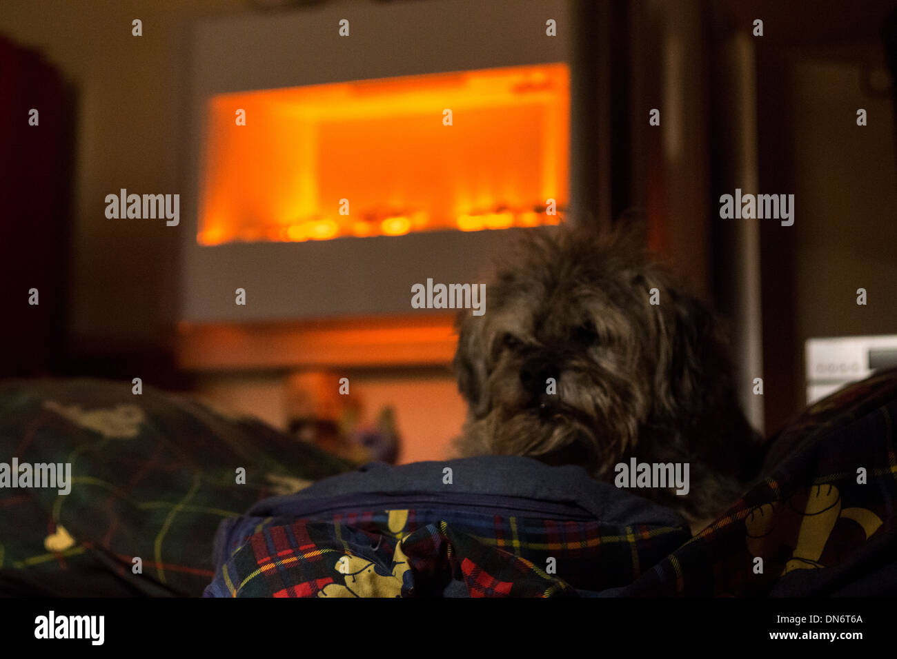 dog pet long border terrier fire bed sleeping Stock Photo - Alamy