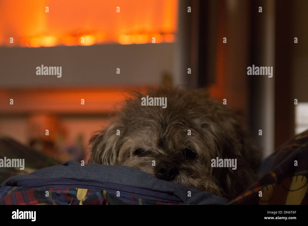 Sleeping dog fireplace hi-res stock photography and images - Alamy