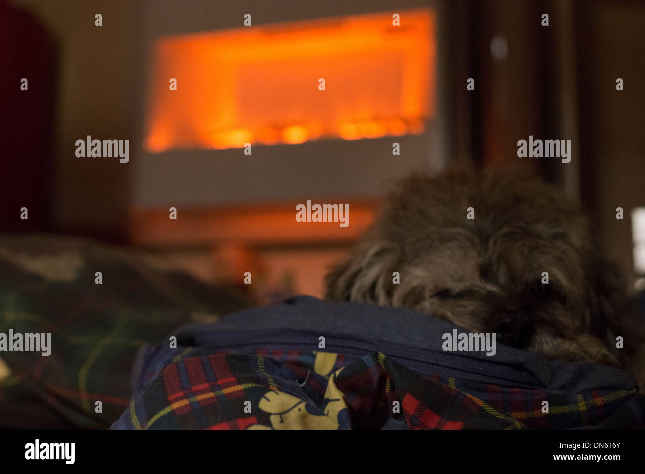 dog pet long border terrier fire bed sleeping Stock Photo - Alamy