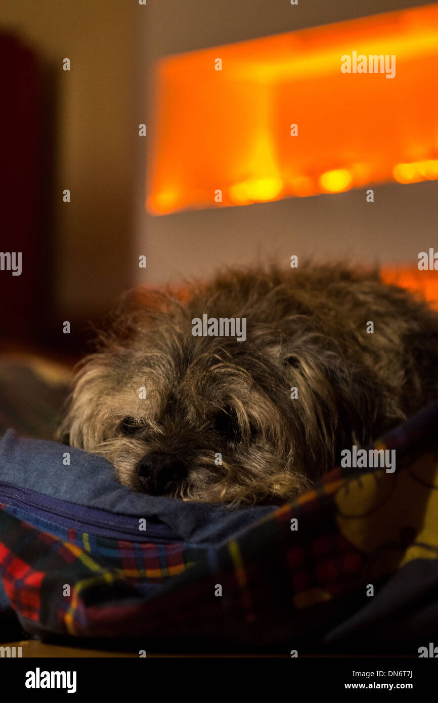 dog pet long border terrier fire bed sleeping Stock Photo - Alamy