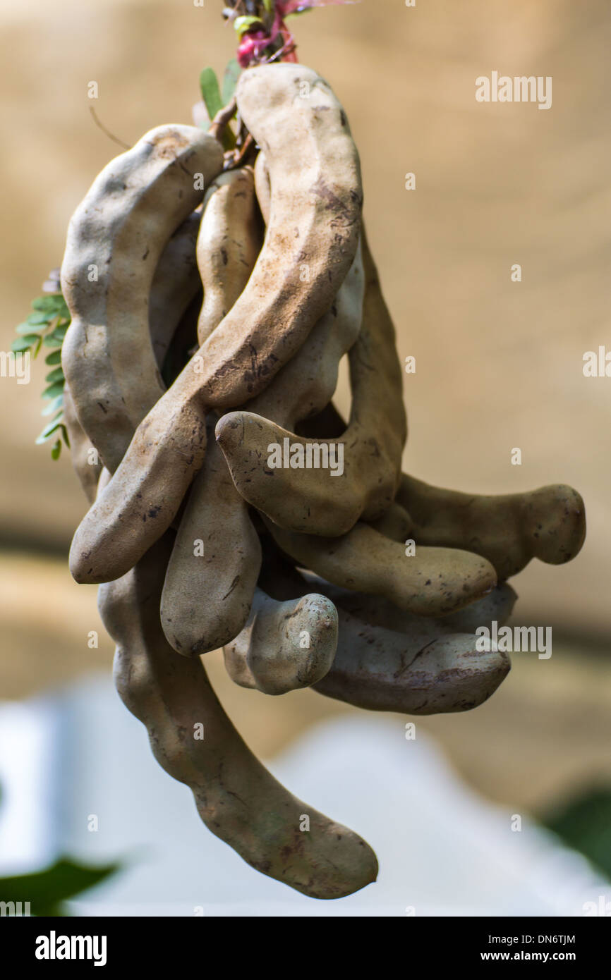 Tamarind branch hi-res stock photography and images - Alamy