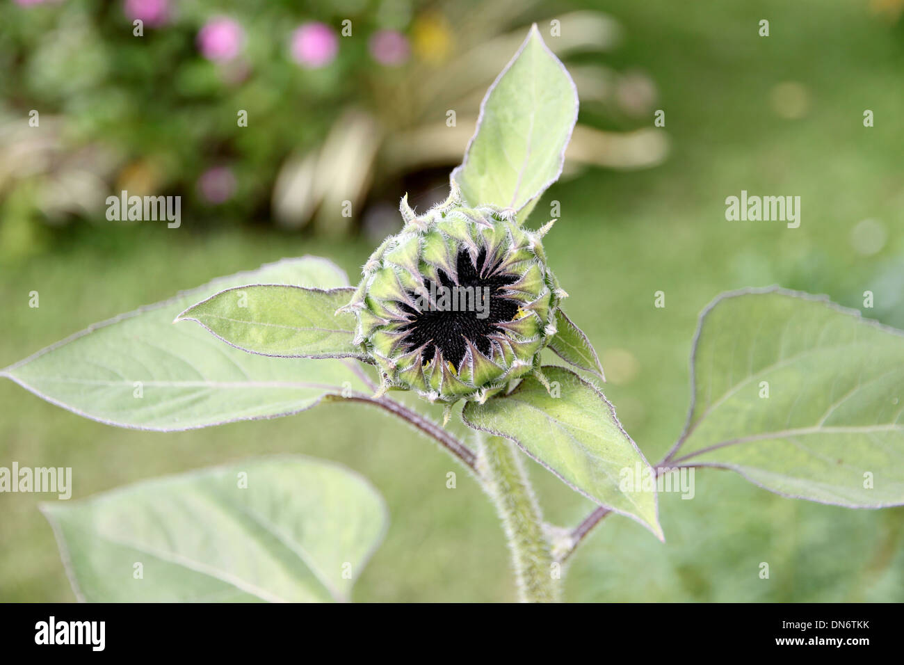 Picture sunflower hi-res stock photography and images - Alamy