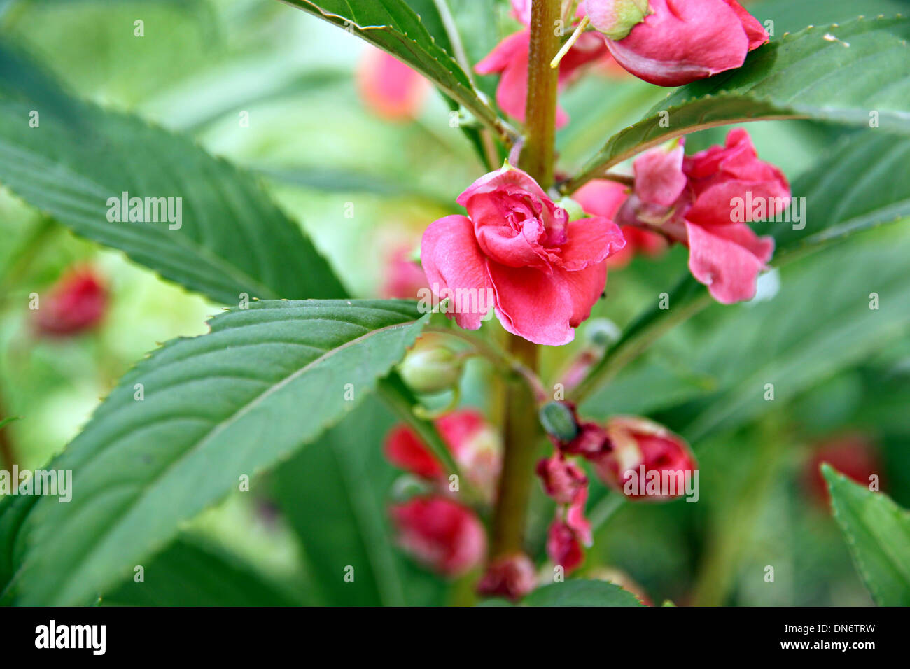Focus Picture Pink Garden Balsam or Rose Balsam in the garden Stock ...