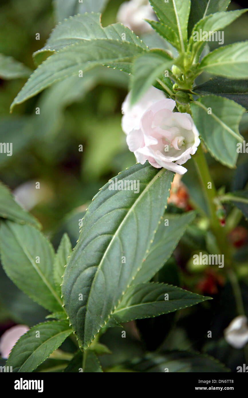 Focus Picture White Garden Balsam or Rose Balsam in the garden Stock ...