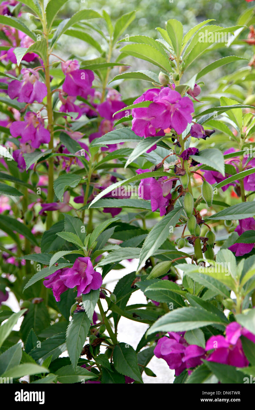 Focus Picture violet Garden Balsam or Rose Balsam in the garden Stock ...