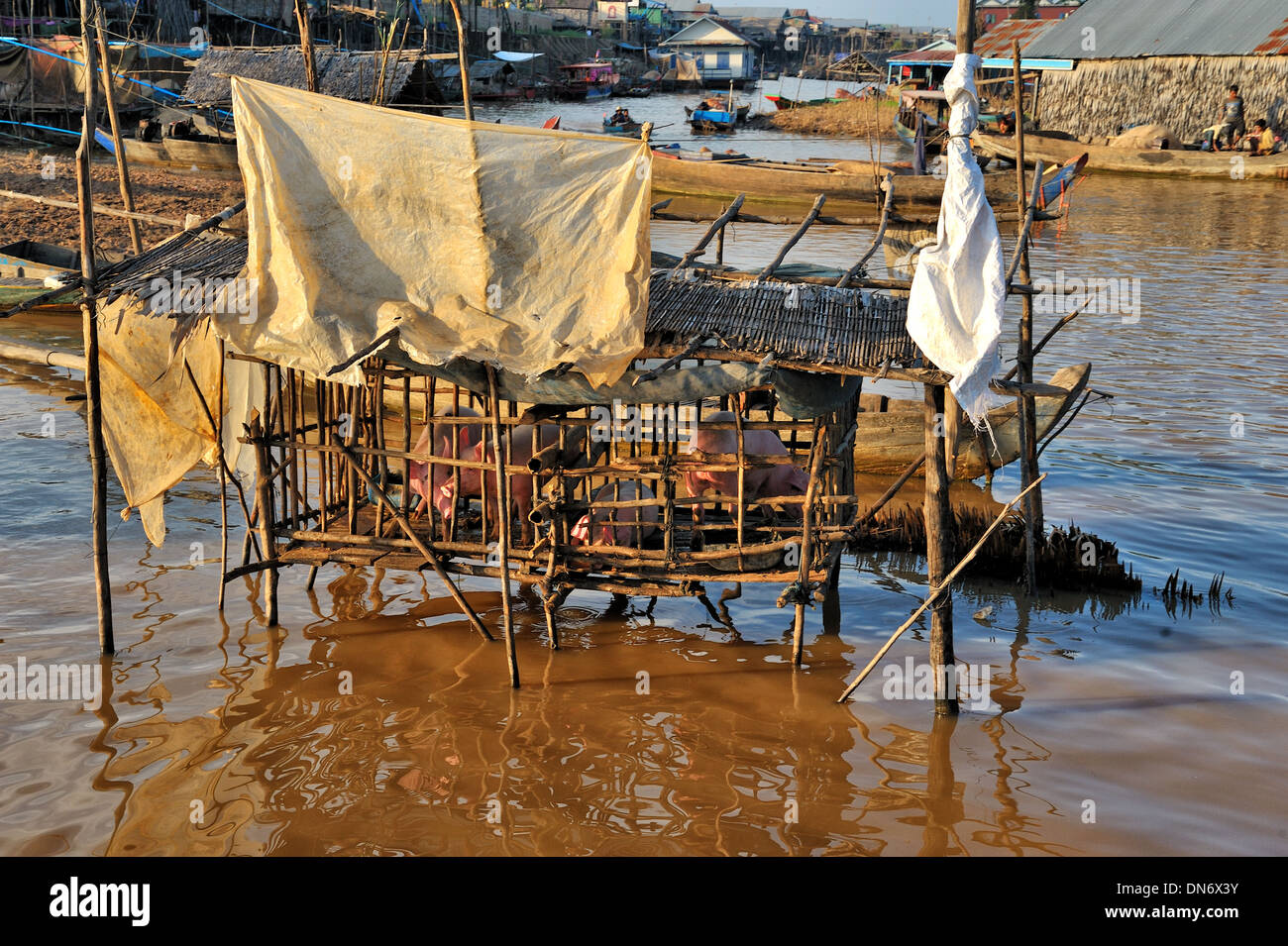 Pigs stilts platform, Kampong Phluk Stock Photo - Alamy