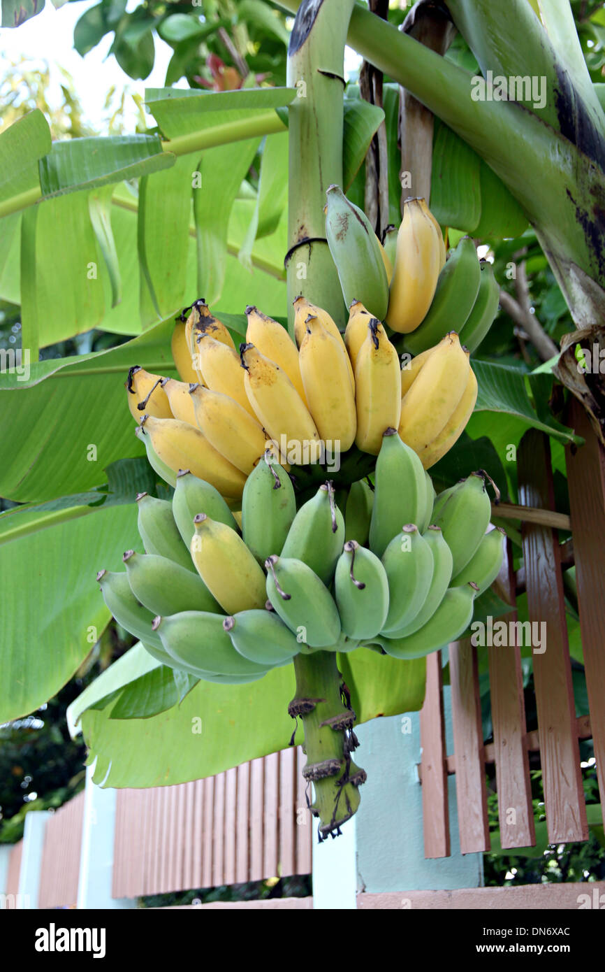 Cultivated Bananas ripening on tree in the Backyard orchard Stock Photo ...