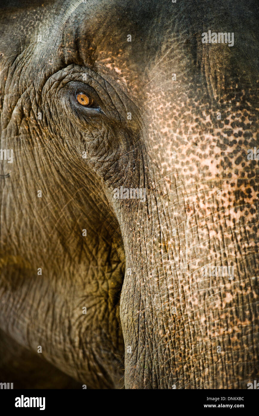 Elephant eyelashes hi-res stock photography and images - Alamy