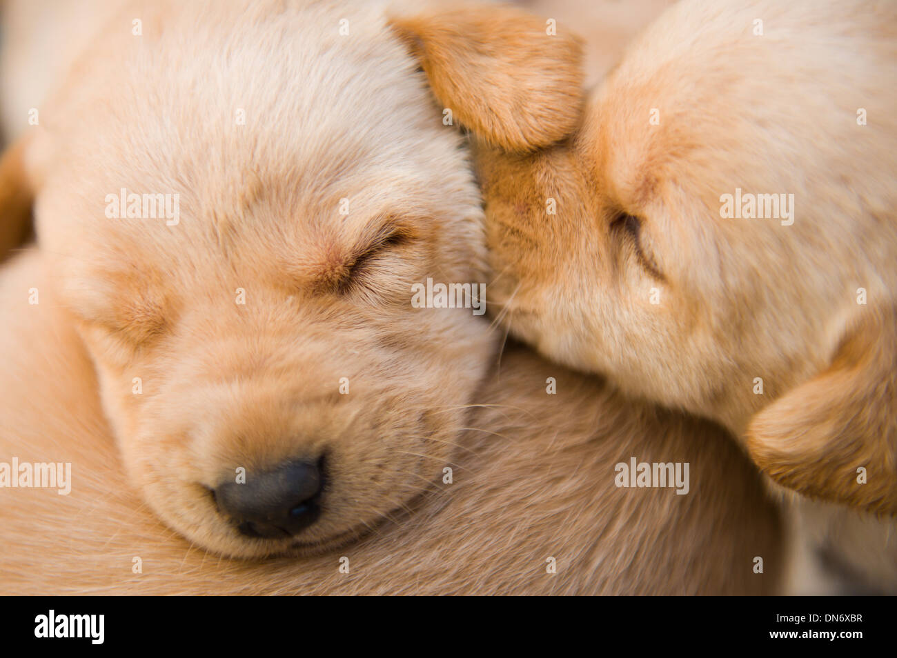 Two dog snuggle hi-res stock photography and images - Alamy