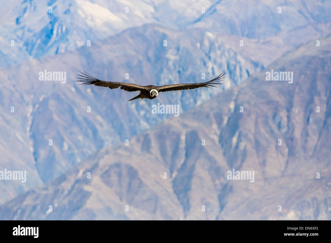 Flying condor over Colca canyon,Peru,South America. This is a condor ...