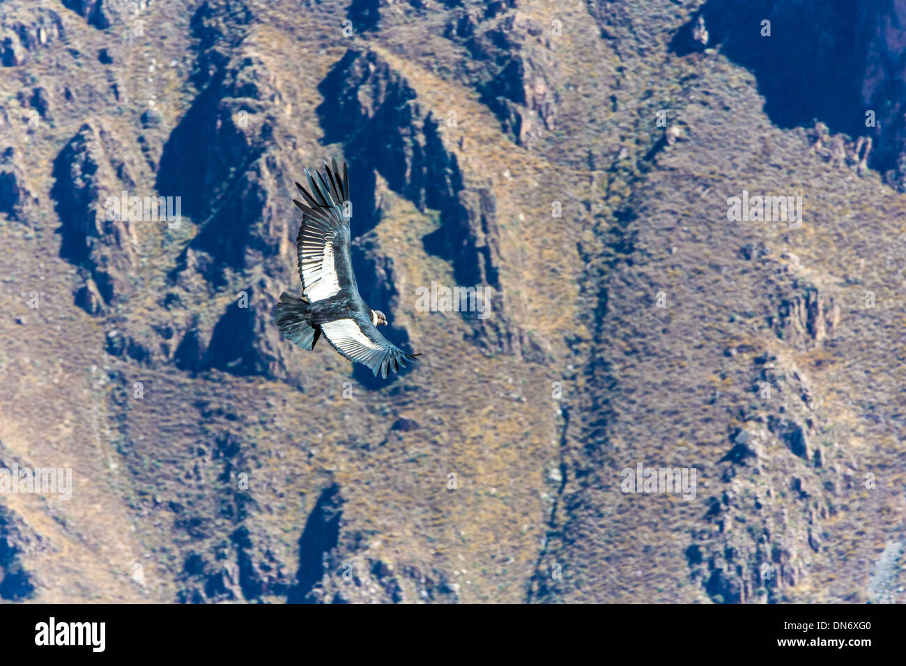 Flying condor over Colca canyon,Peru,South America. This is a condor ...