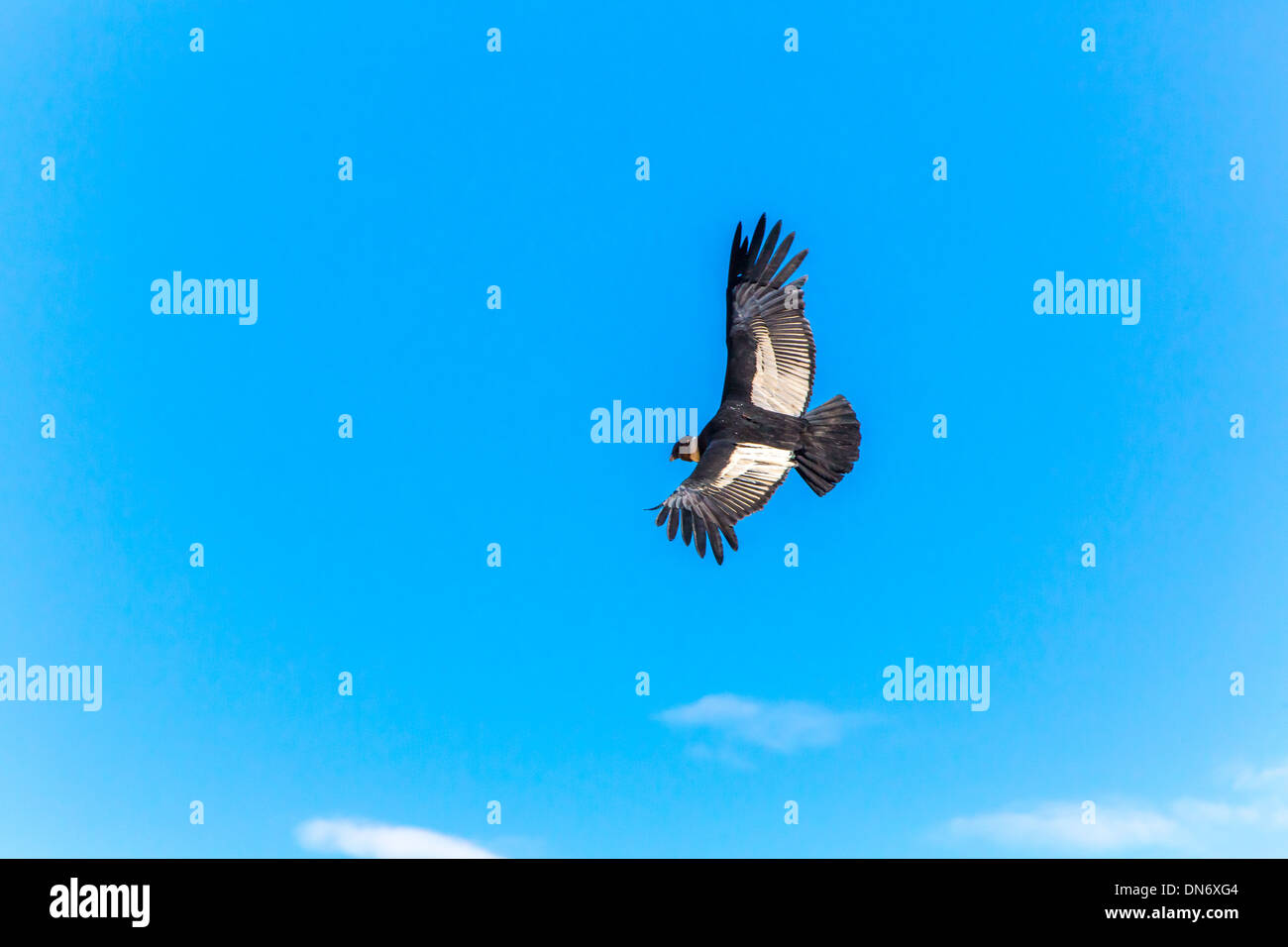 Flying condor over Colca canyon,Peru,South America. This is a condor ...