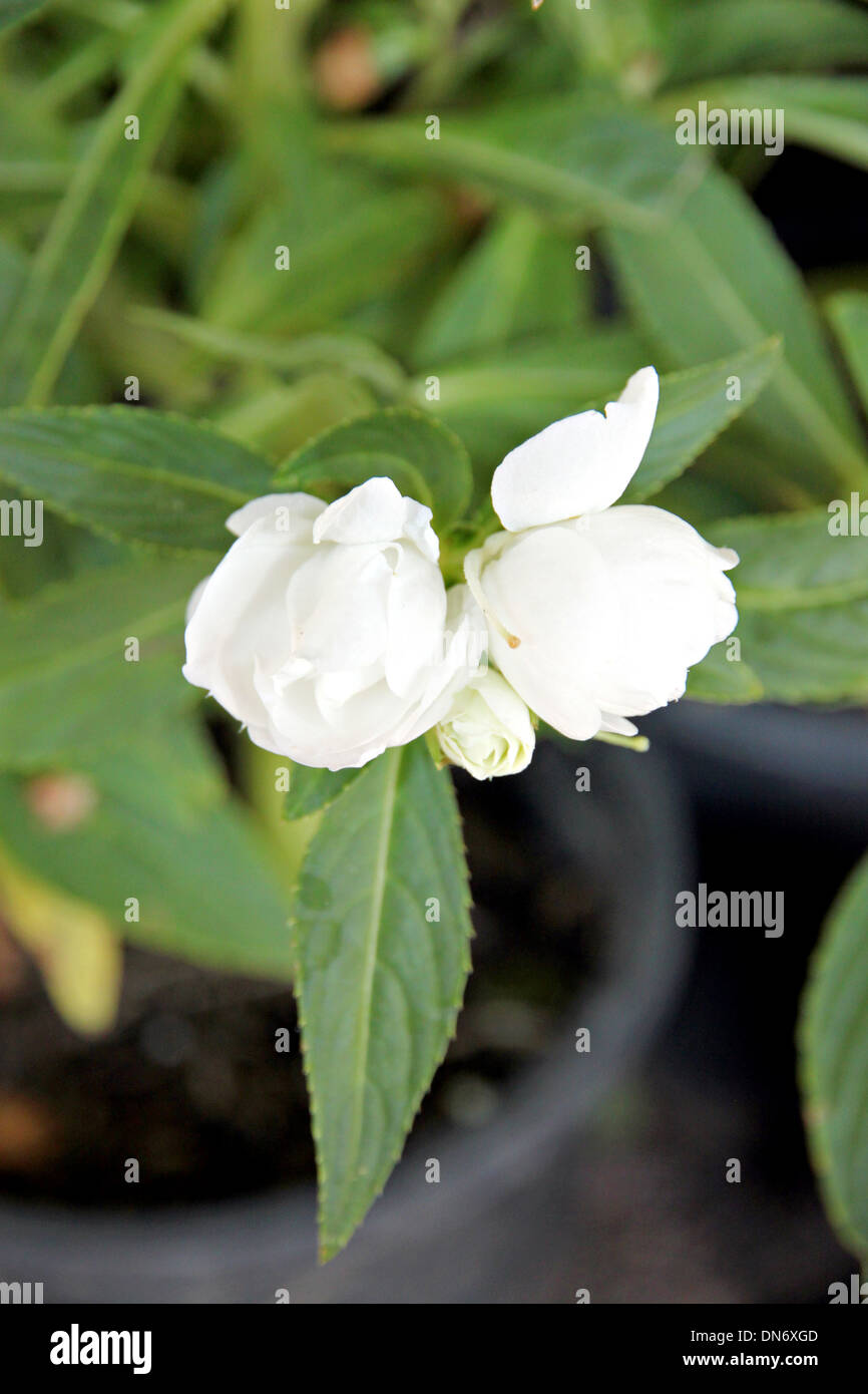 White Garden Balsam or Rose Balsam on tree Stock Photo - Alamy