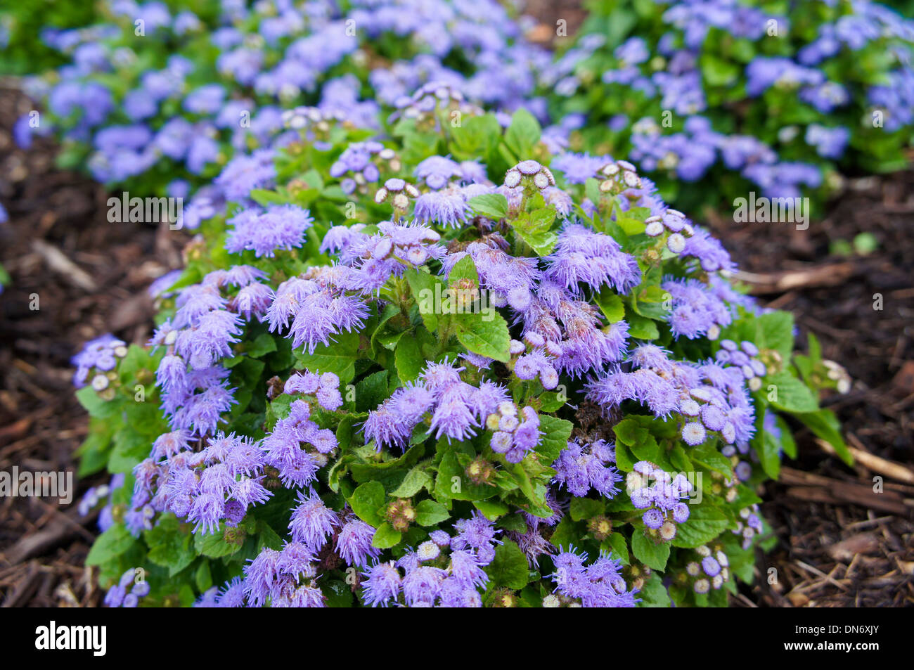 Ageratum Neptune Blue Stock Photo - Alamy