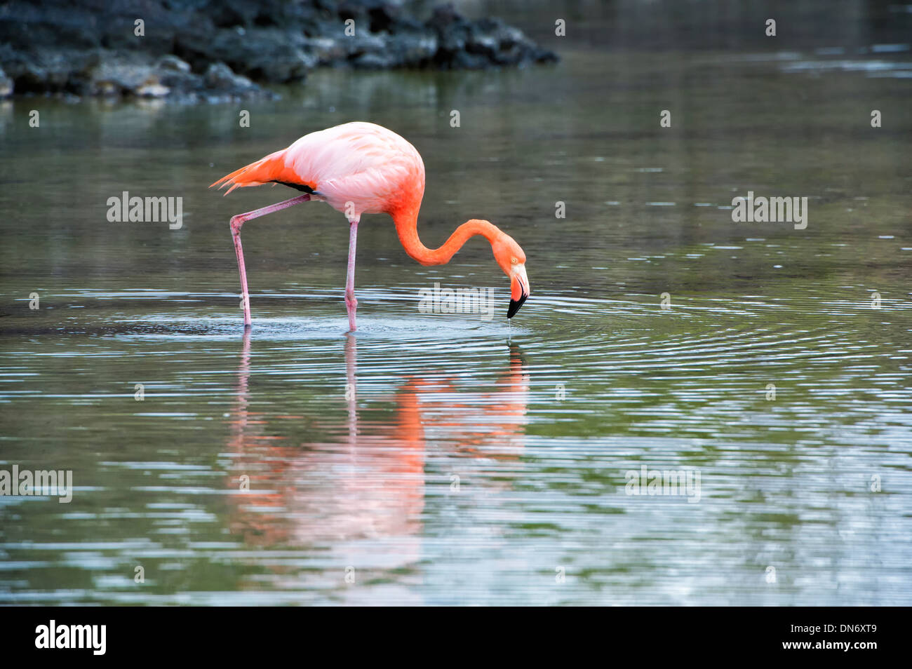 Greater Flamingo (Phoenicopterus ruber Stock Photo - Alamy