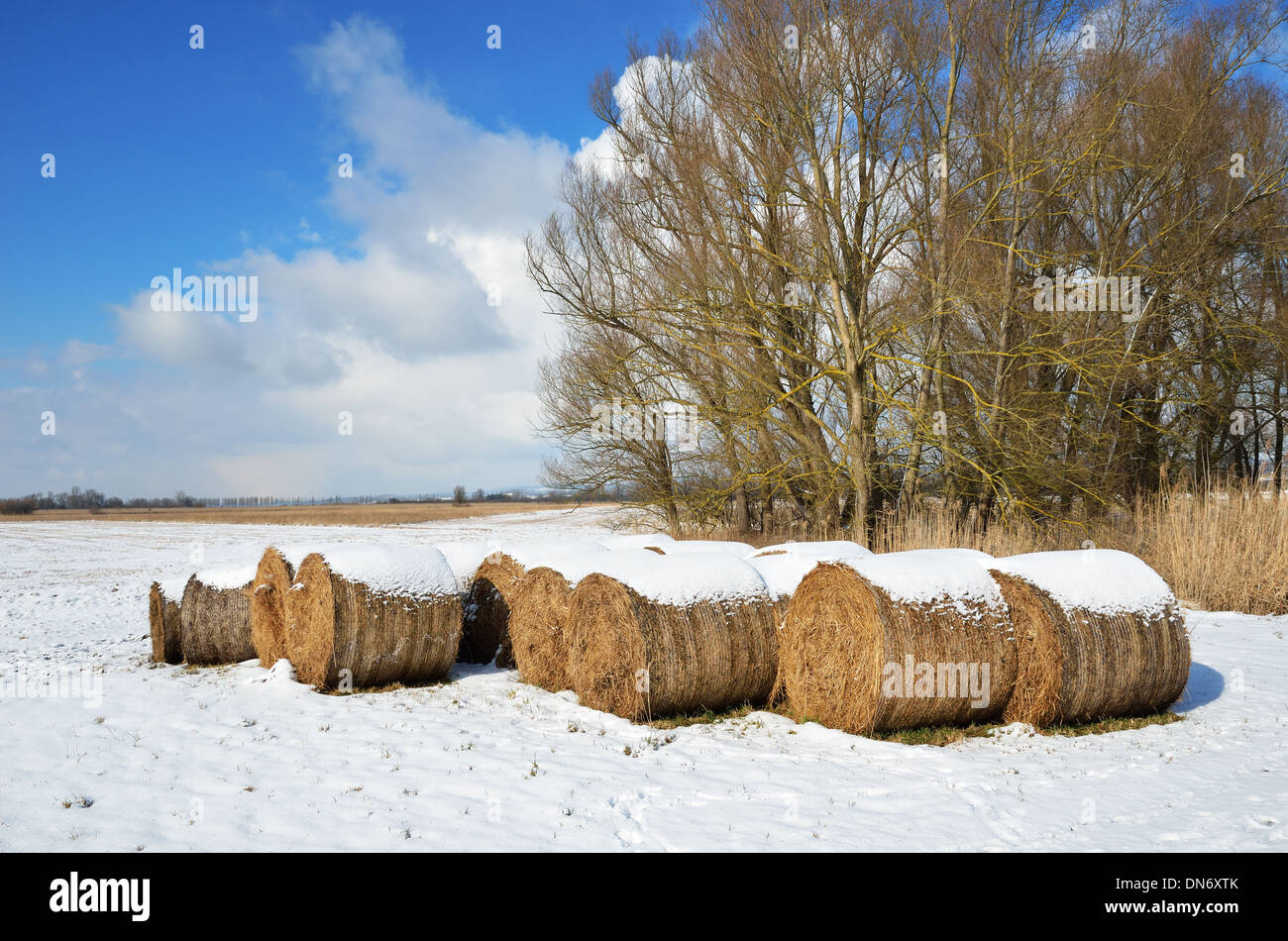 Straw winter hi-res stock photography and images - Alamy