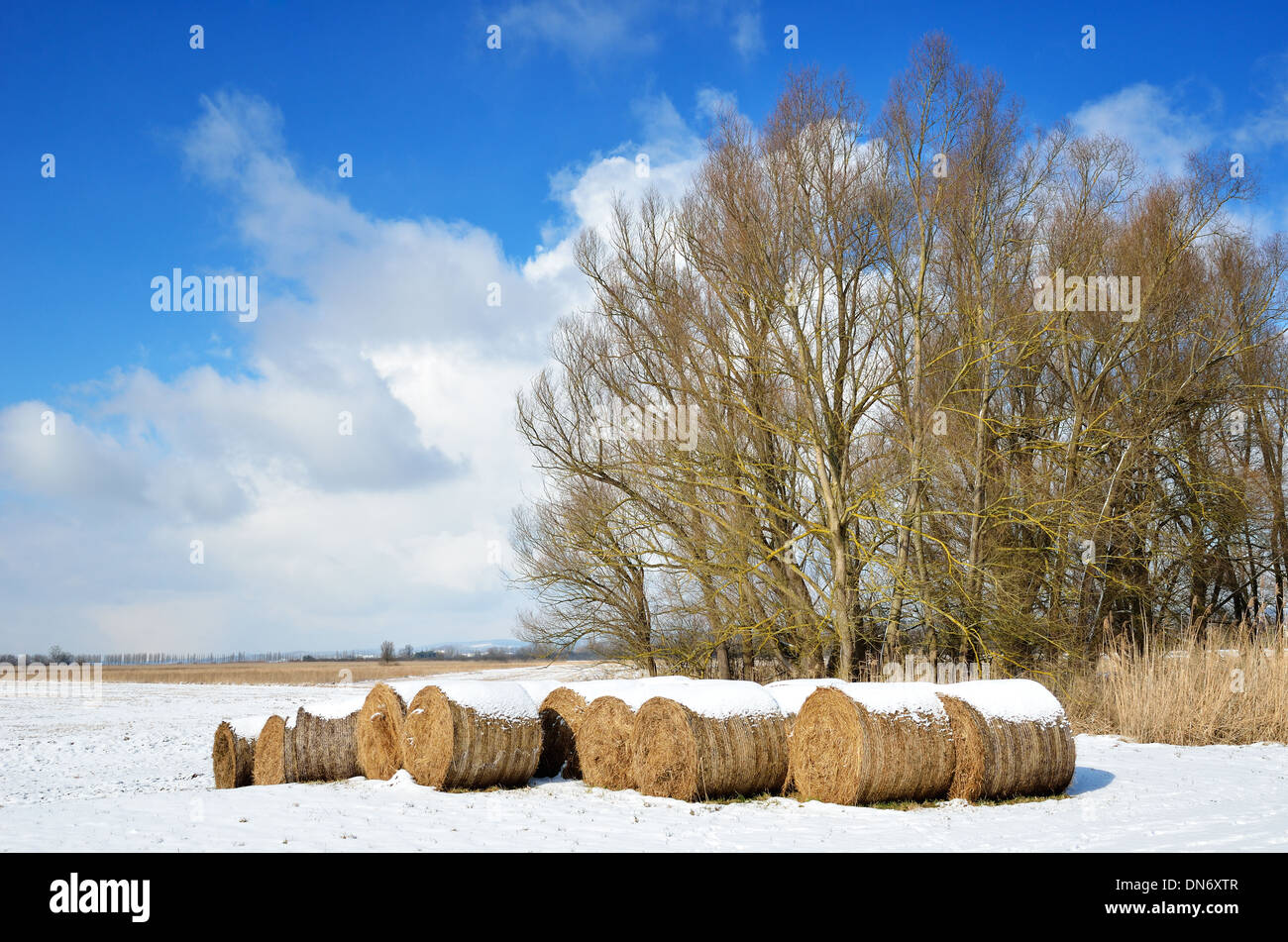 Straw winter hi-res stock photography and images - Alamy