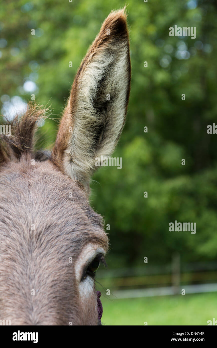 Donkey ear hi-res stock photography and images - Alamy