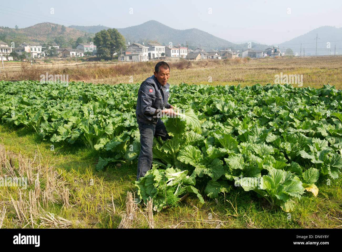 Luo Junliang, a 66 year old farmer, harvests grass crops at his field ...