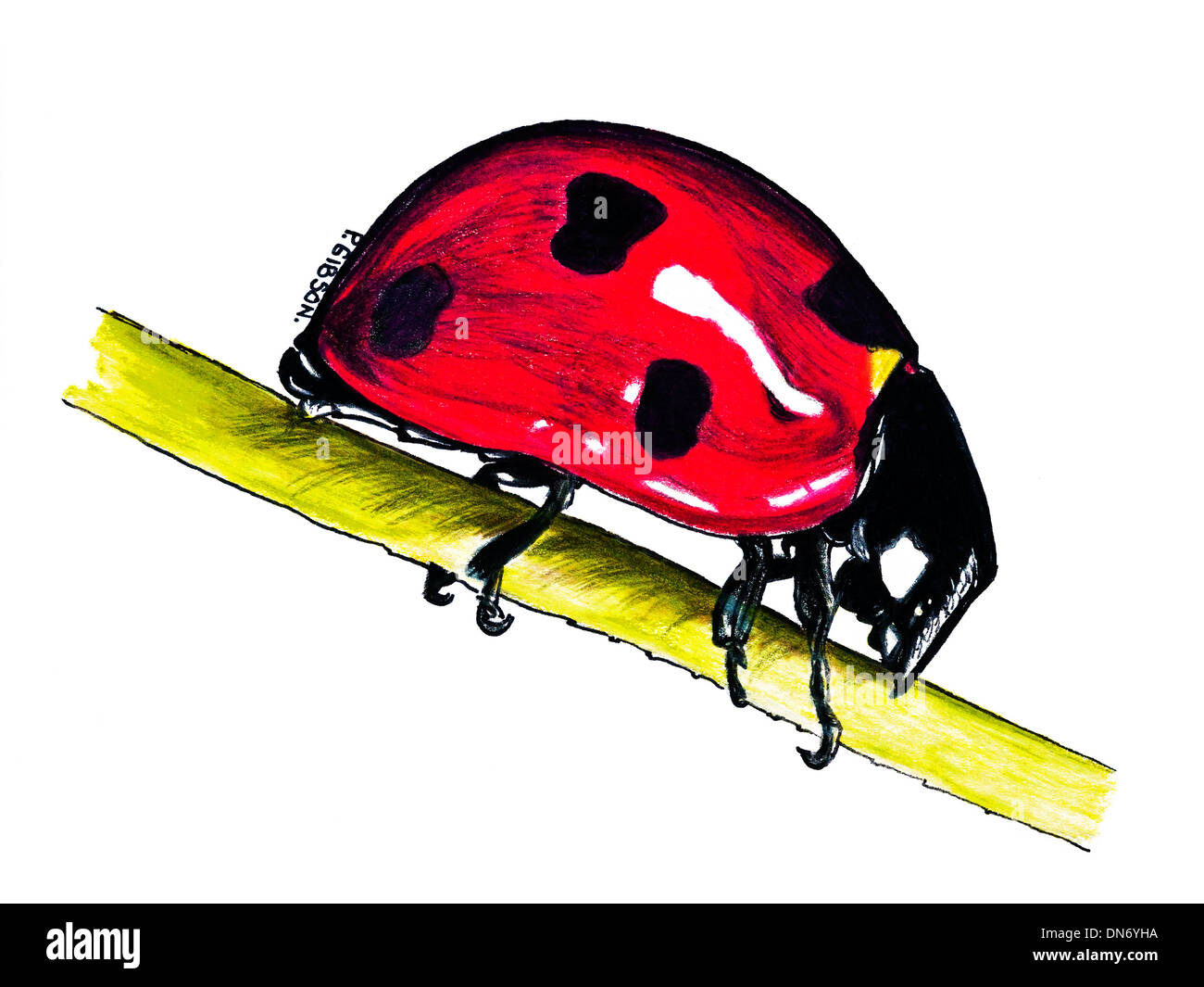 Pen & ink and watercolour painting of Seven-spot Ladybird insect by ...